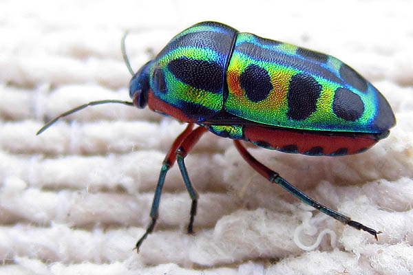 5 des plus beaux insectes de la planète | Les insectes