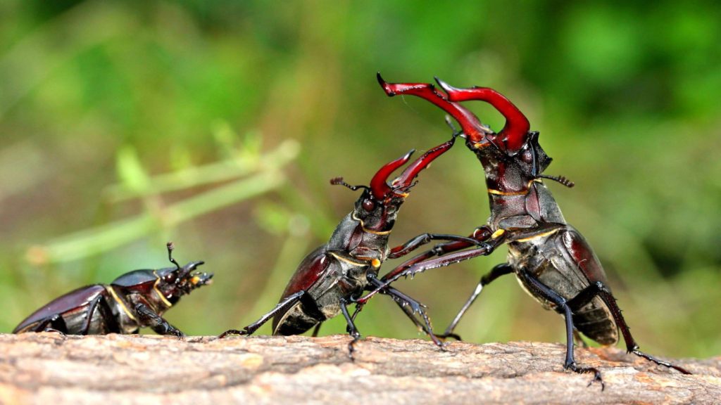 4K-Insects-Pics | Les insectes