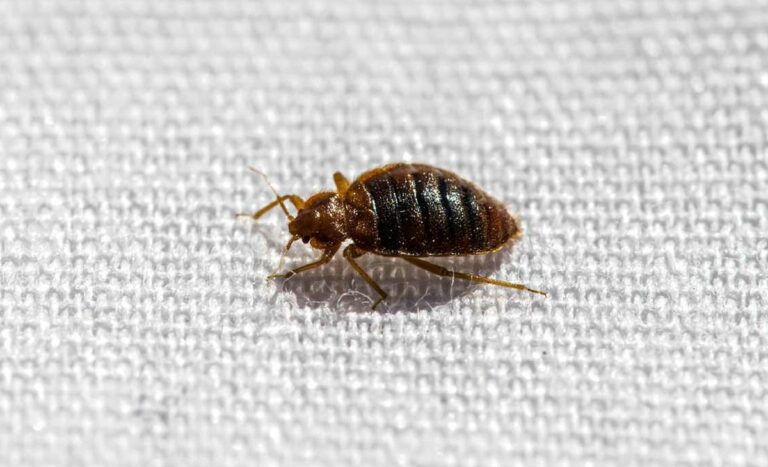 Punaise de lit : Comprendre les dangers et les moyens de lutter contre ...