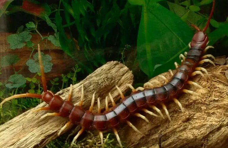 Taille et caractéristiques de la scolopendre géante | Les insectes