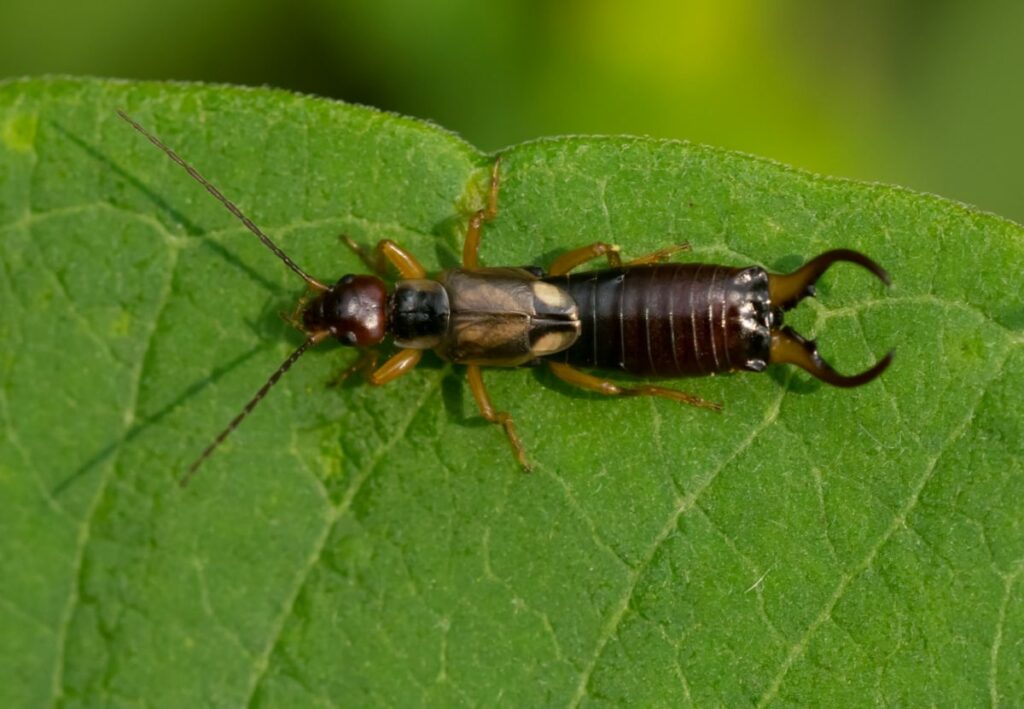 Perce ou pince oreille : dangers, piqûres et mesures préventives à ...